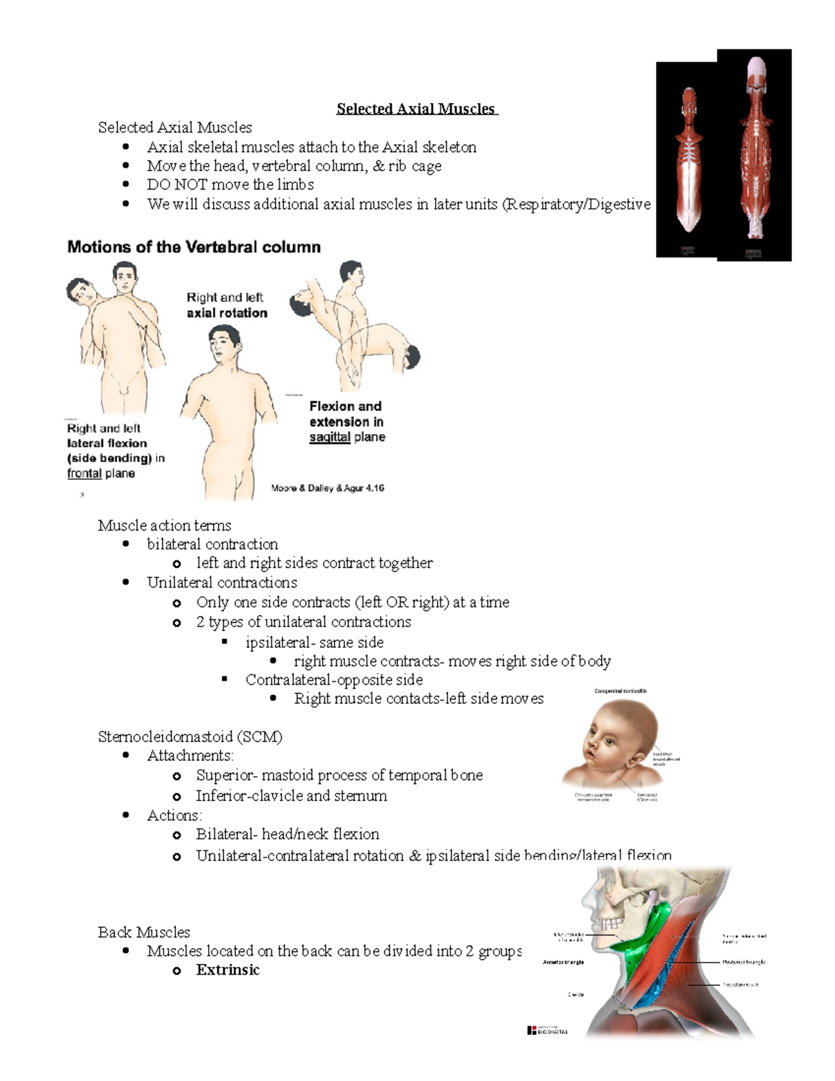 Selected Axial Muscles - Selected Axial Muscles Selected Axial Muscles ...