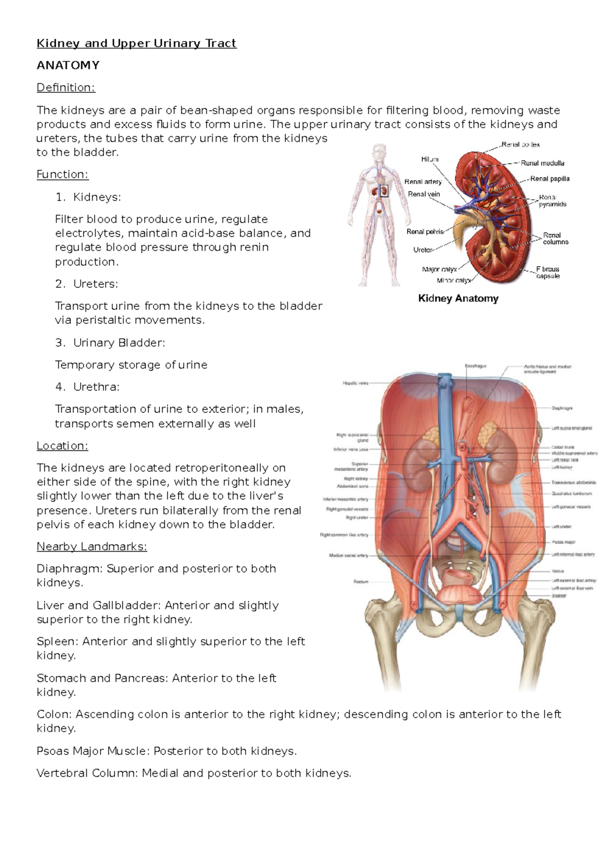 Kidney and Upper Urinary Tract - Kidney and Upper Urinary Tract ANATOMY ...