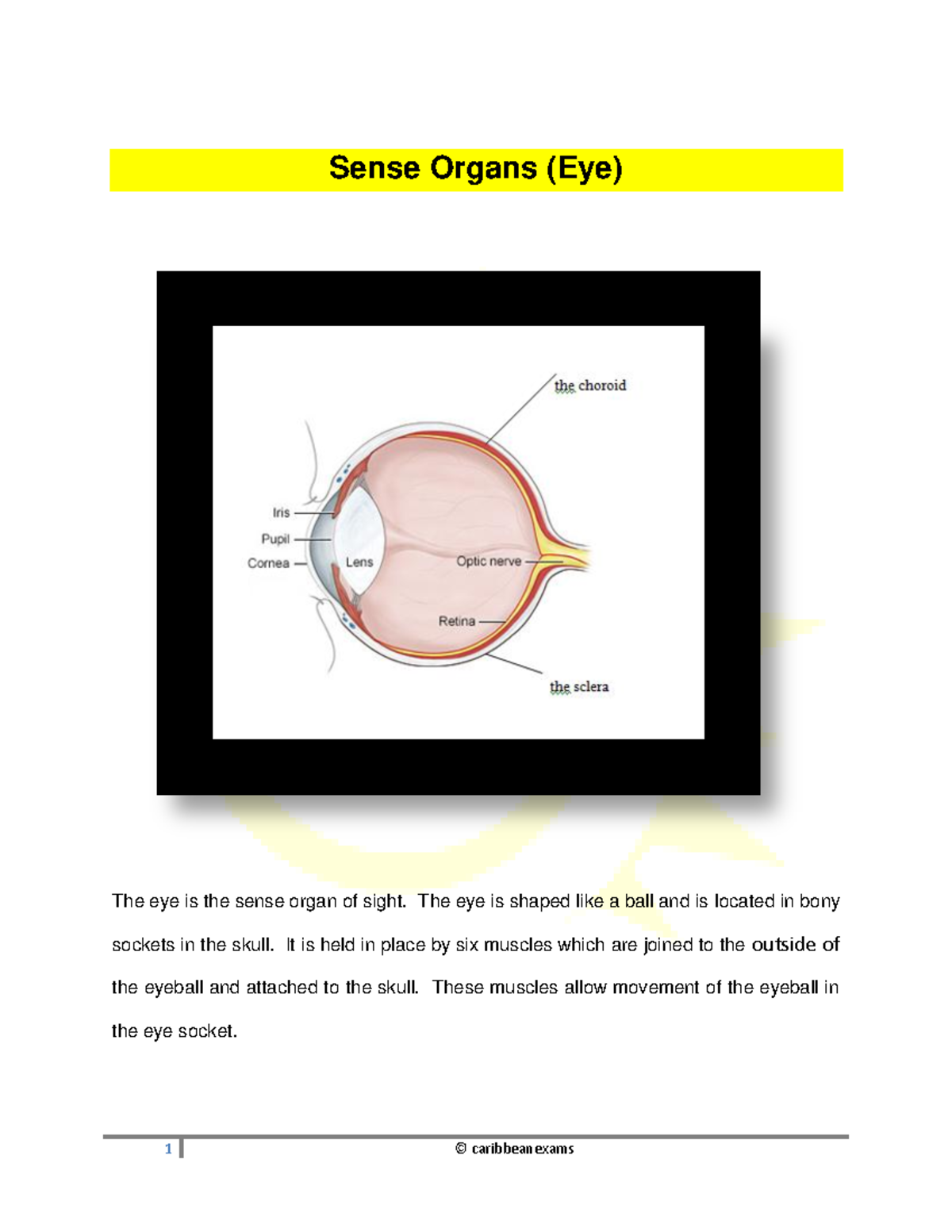 Sense organs the eye - Good overview of eye - Sense Organs (Eye) The ...