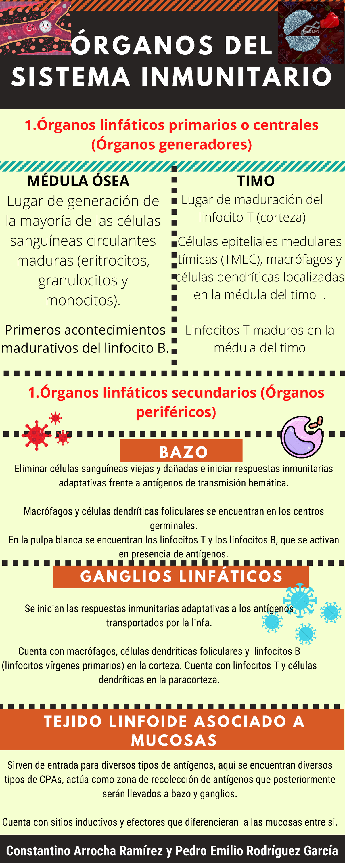Ó Rganos DEL Sistema Inmunitario - GANGLIOS LINFÁTICOS 1.Órganos linfáticos primarios o ...