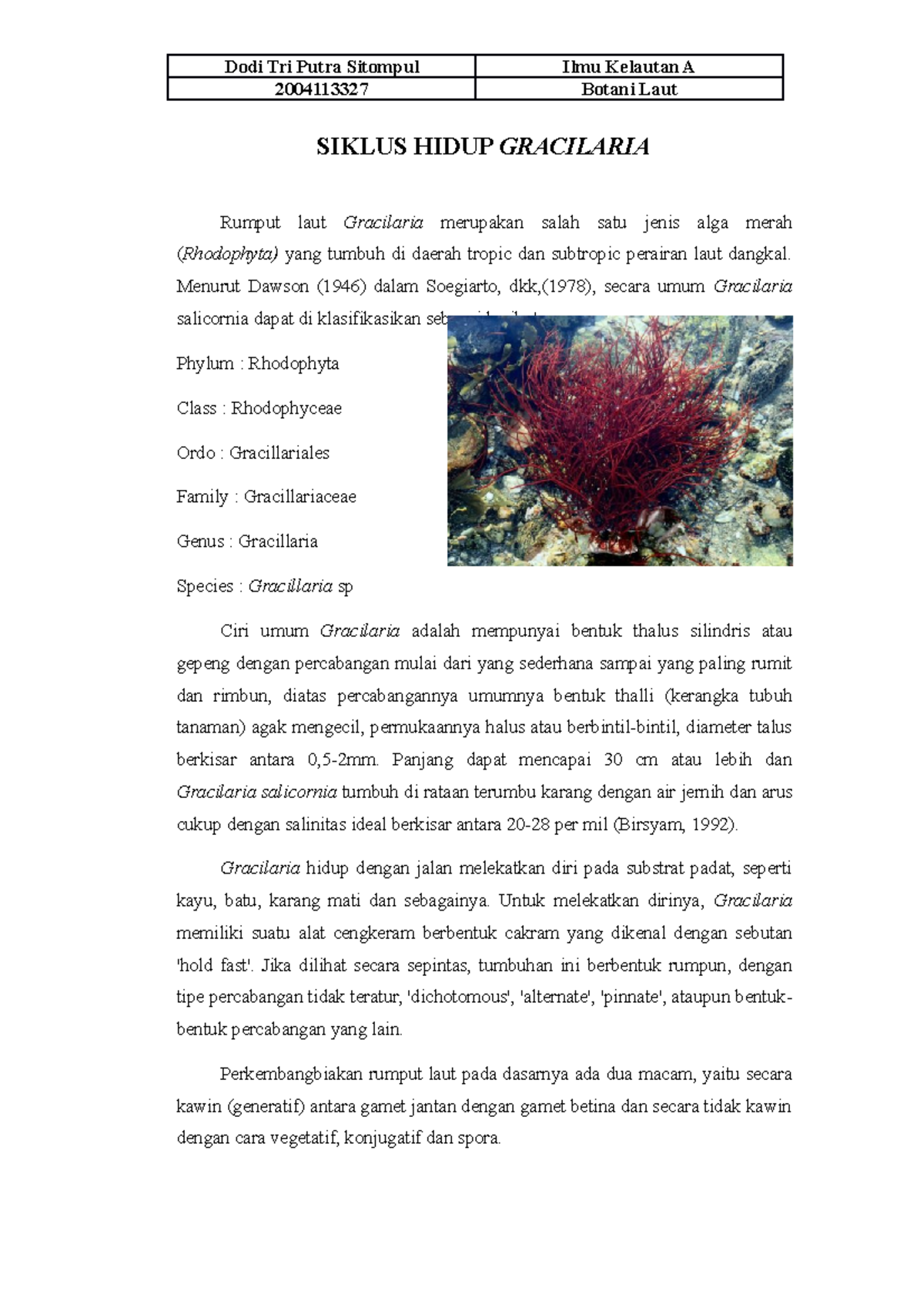 Siklus Hidup Gracilaria - 2004113327 Botani Laut SIKLUS HIDUP ...