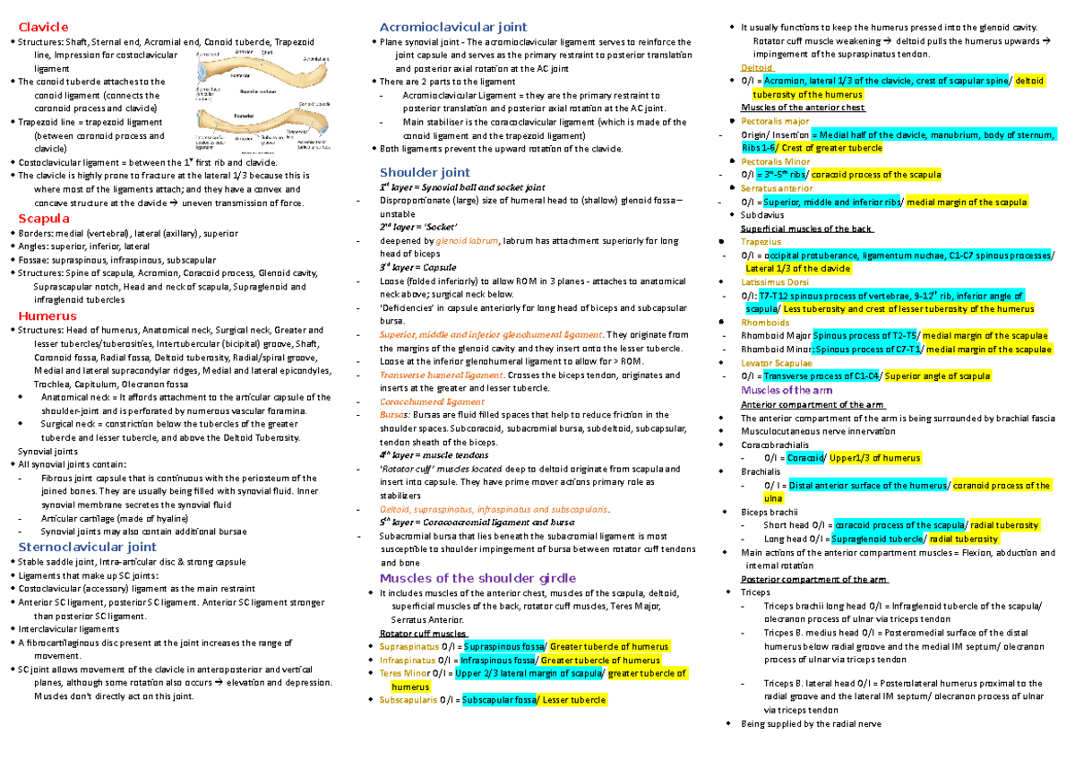 Upper Limbs notes - 3 page summary on the upper limbs - Clavicle ...