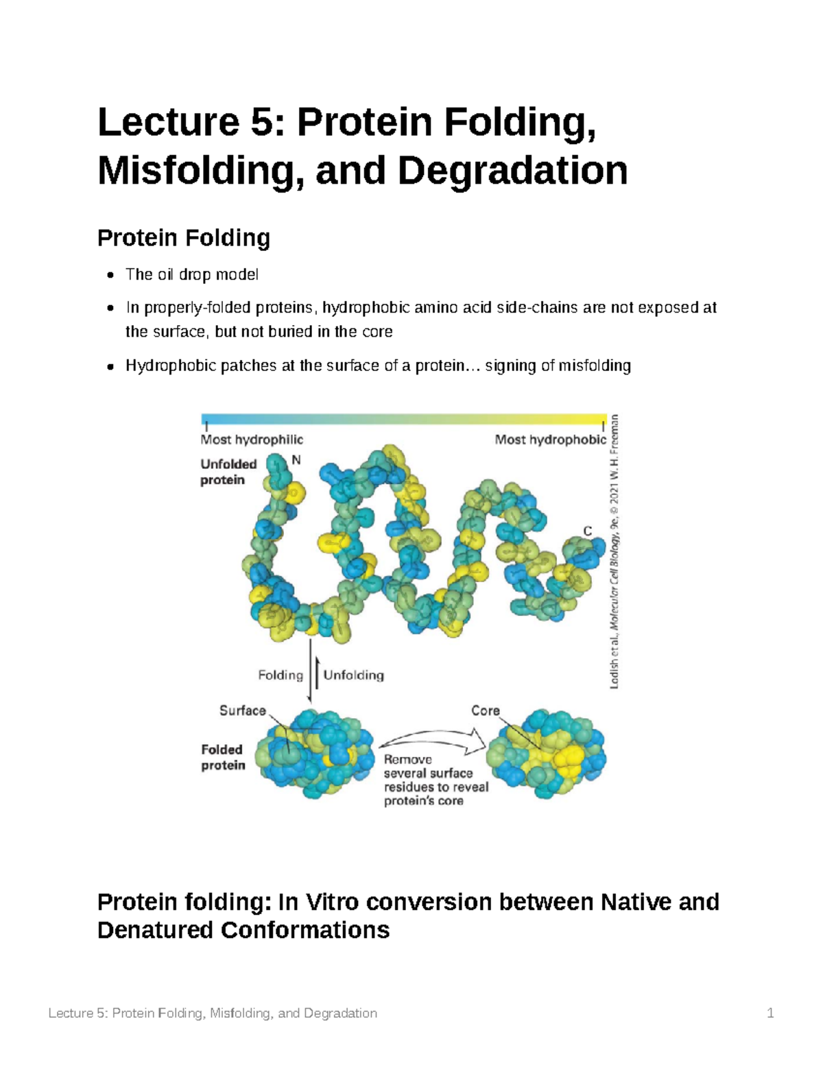 Lecture 5 Protein Folding Misfolding and Degradation - Lecture 5 ...