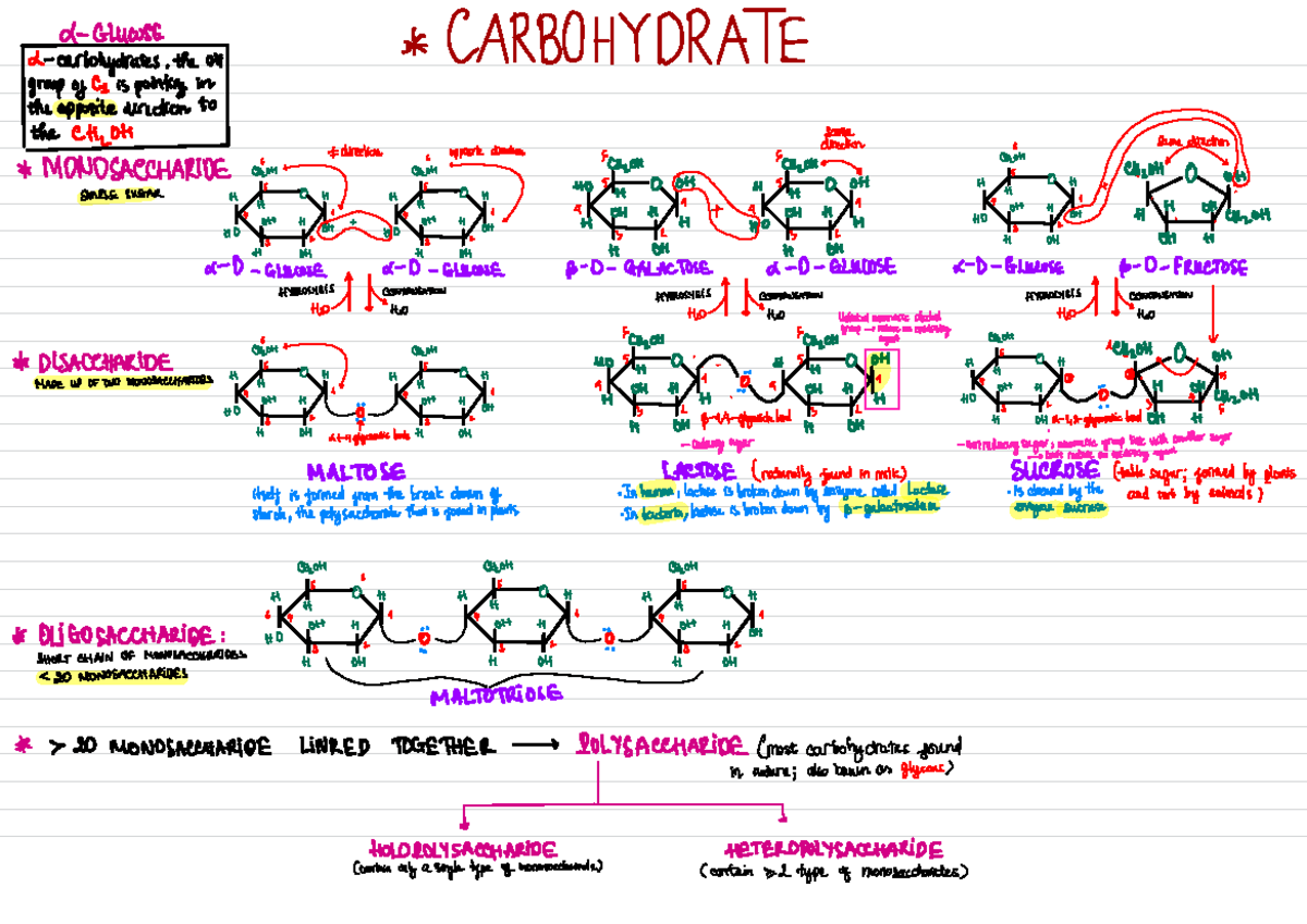 Carbohydrate Summary - ⑨ AGLUCUSE * ( 2-carbohydrates, the off ④ group ...