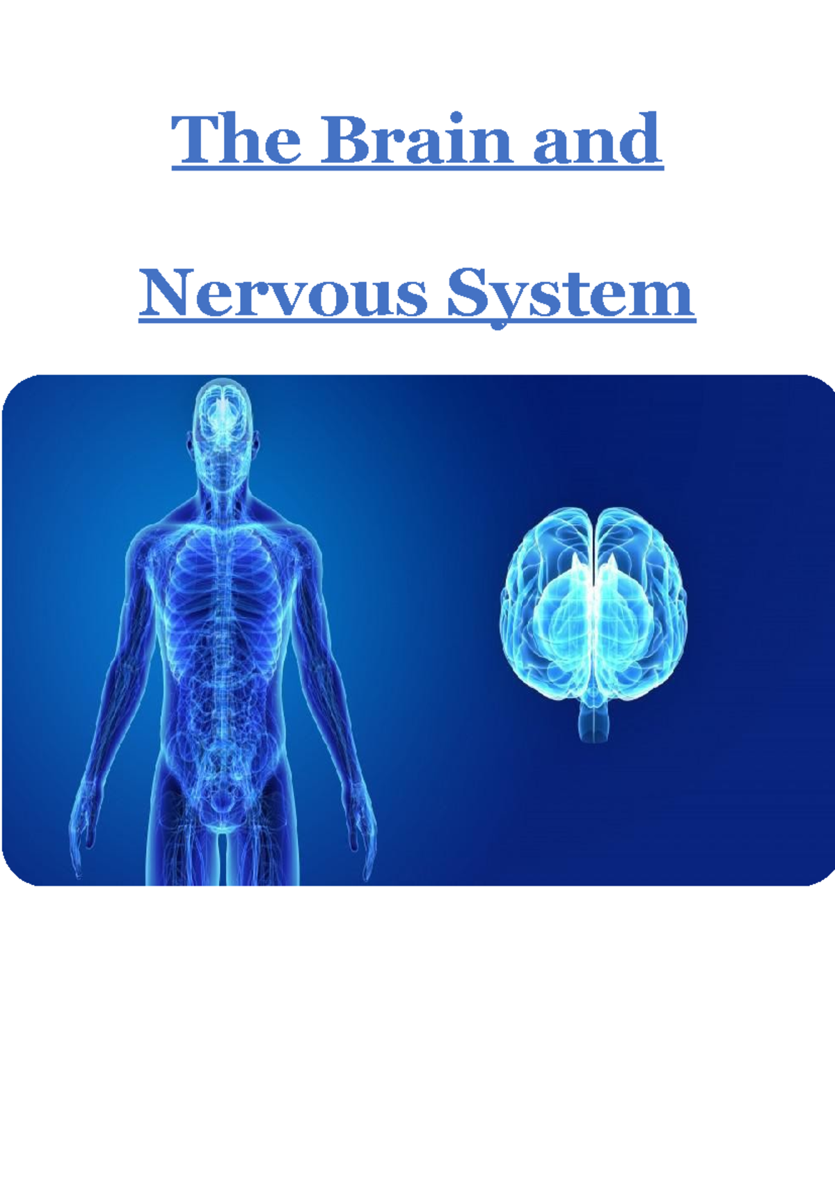 Assignment 18 - The Brain and Nervous System - The Brain and Nervous System By Rachel Wagner ...