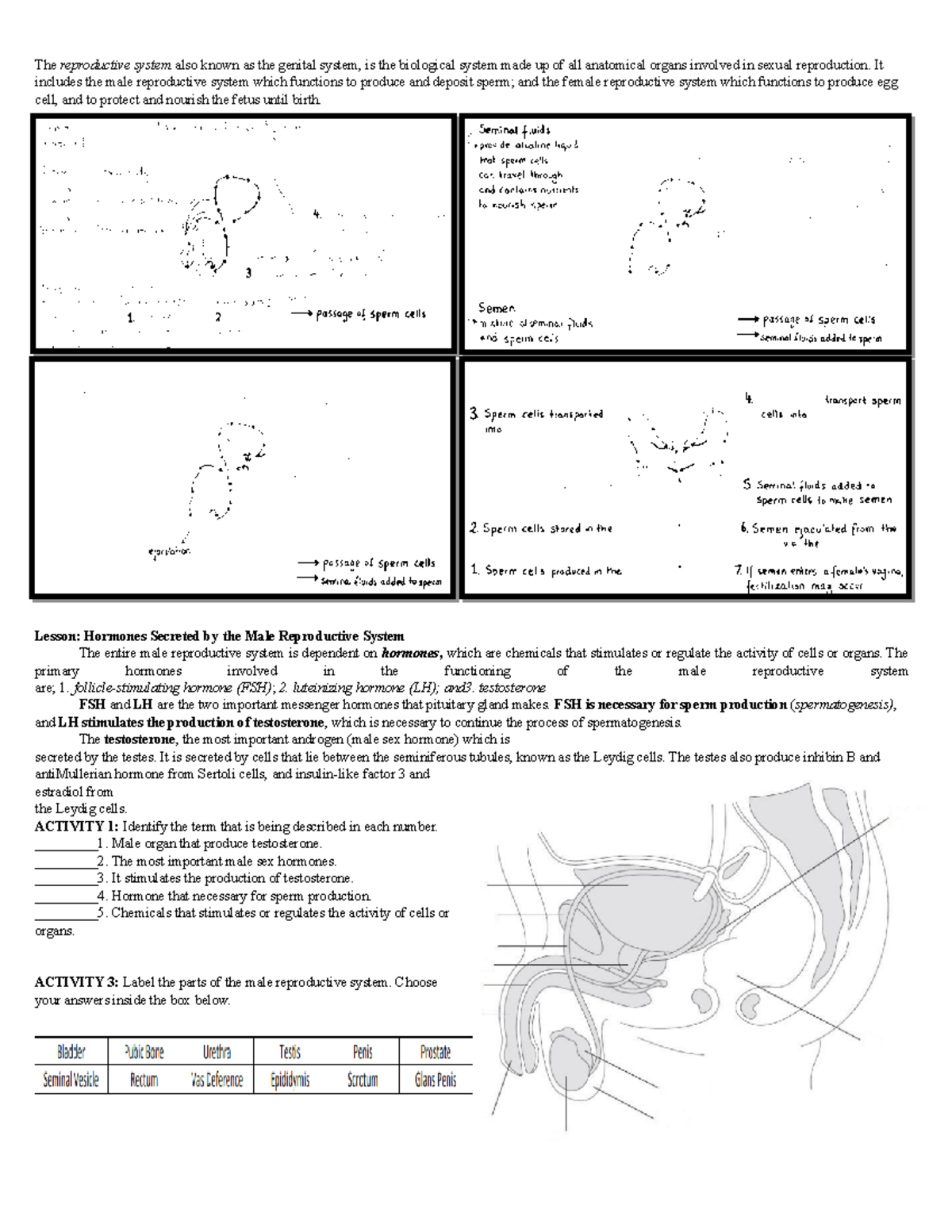 Male repro - The reproductive system also known as the genital system ...
