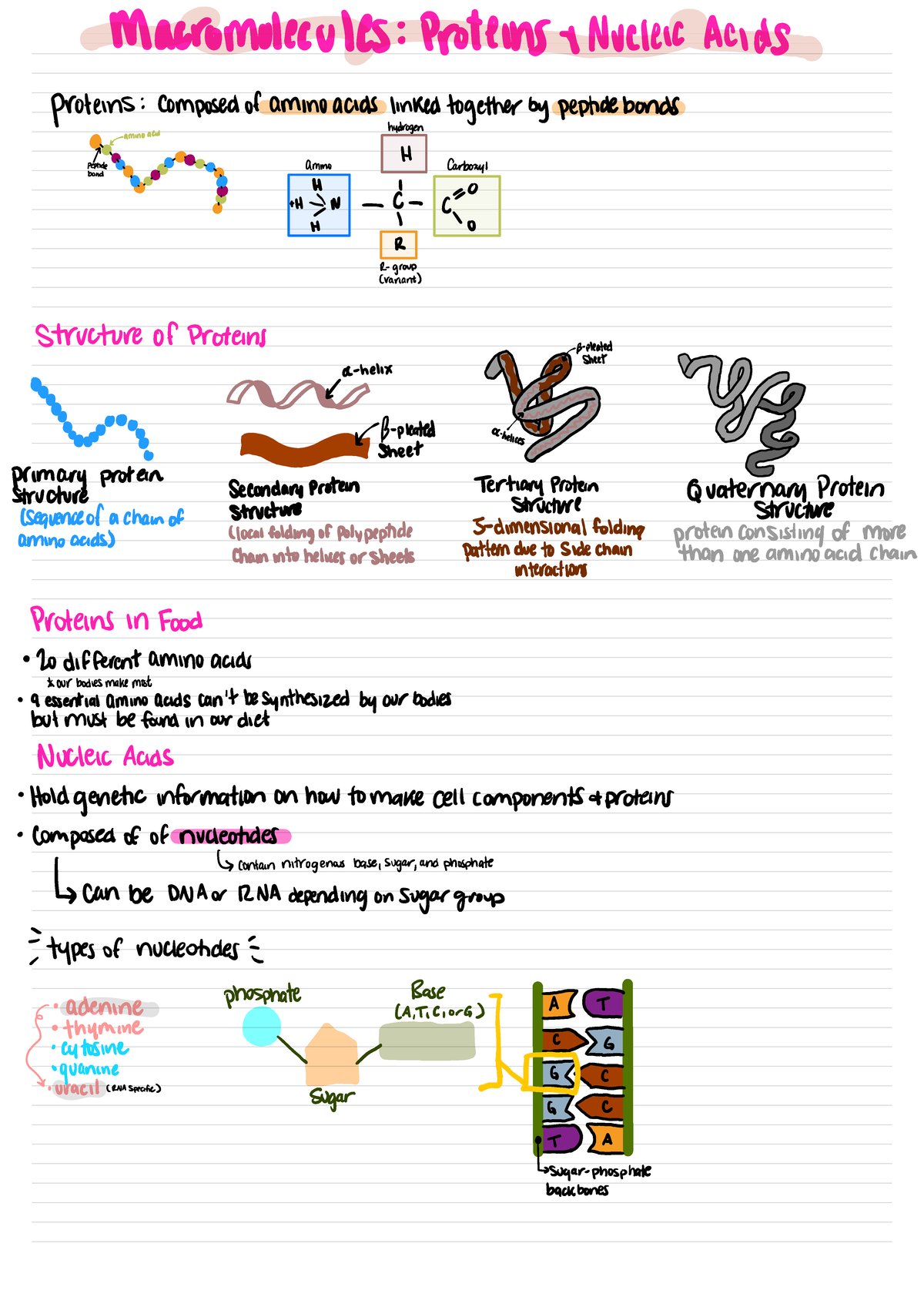 Bio 1103 chapter 1 notes - Macromolecules: Proteins t Nucleic Acids ...