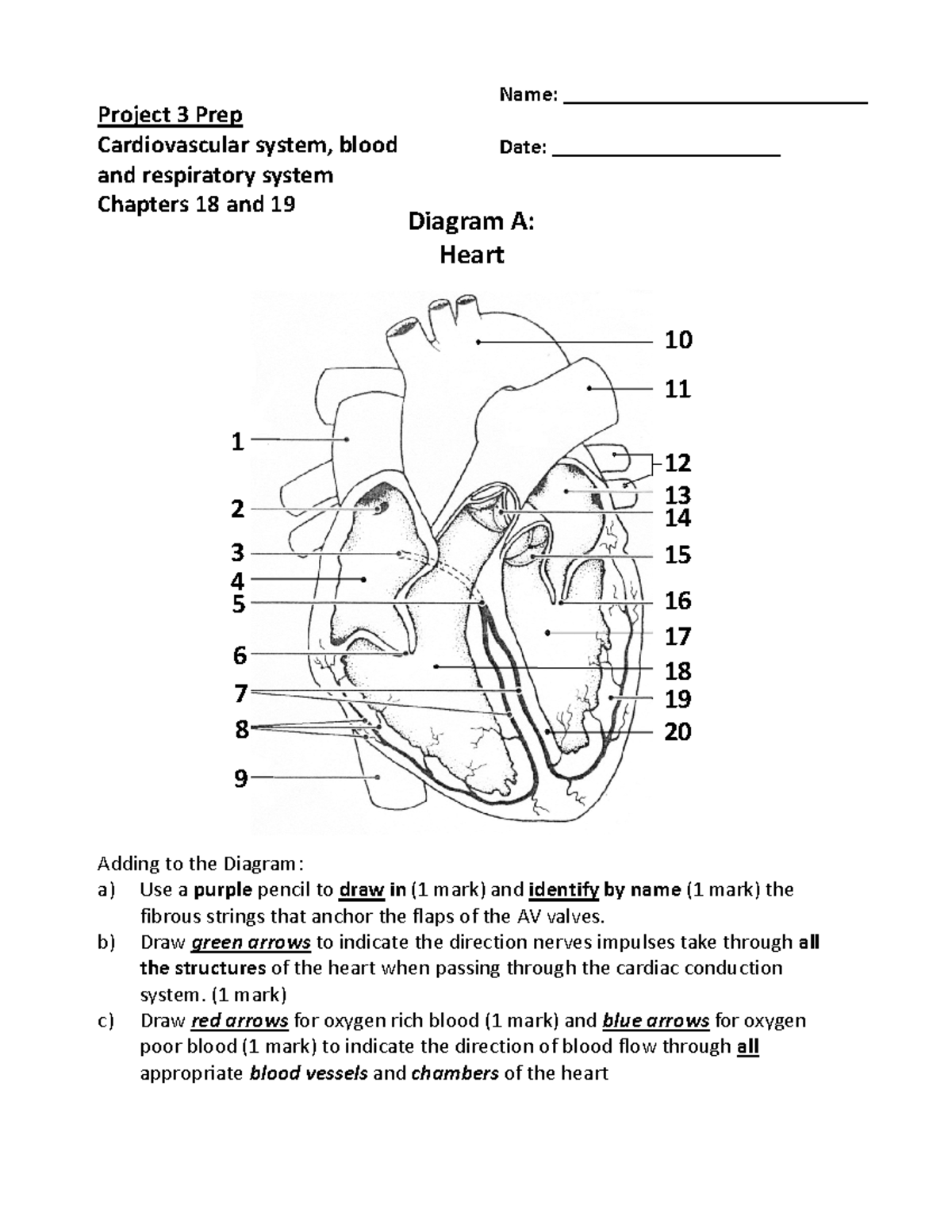 Project 3Prep Diagram AColouring Heart - Name ...