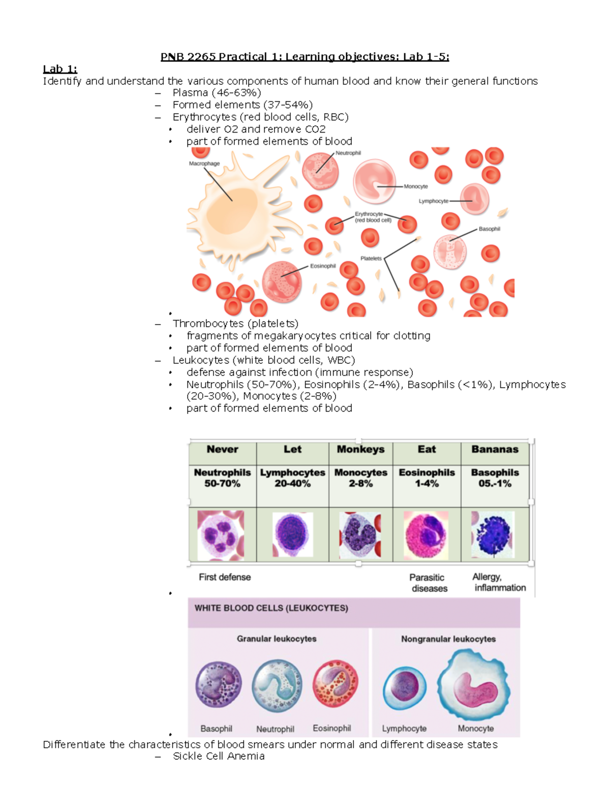 Labpractical - Lab Practical 1 Study Guide - PNB 2265 Practical 1 ...