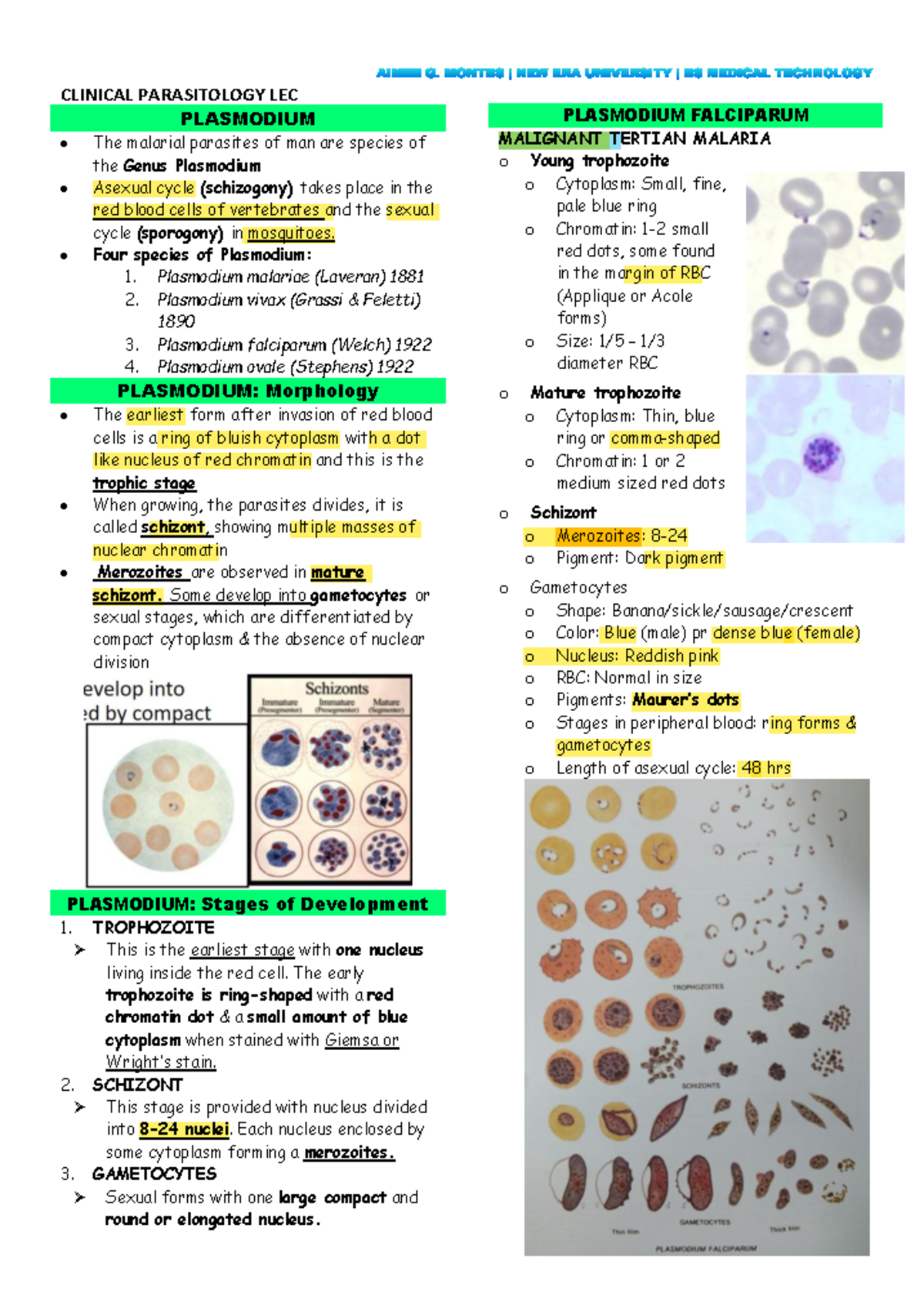 Plasmodium - CLINICAL PARASITOLOGY LEC PLASMODIUM The malarial ...