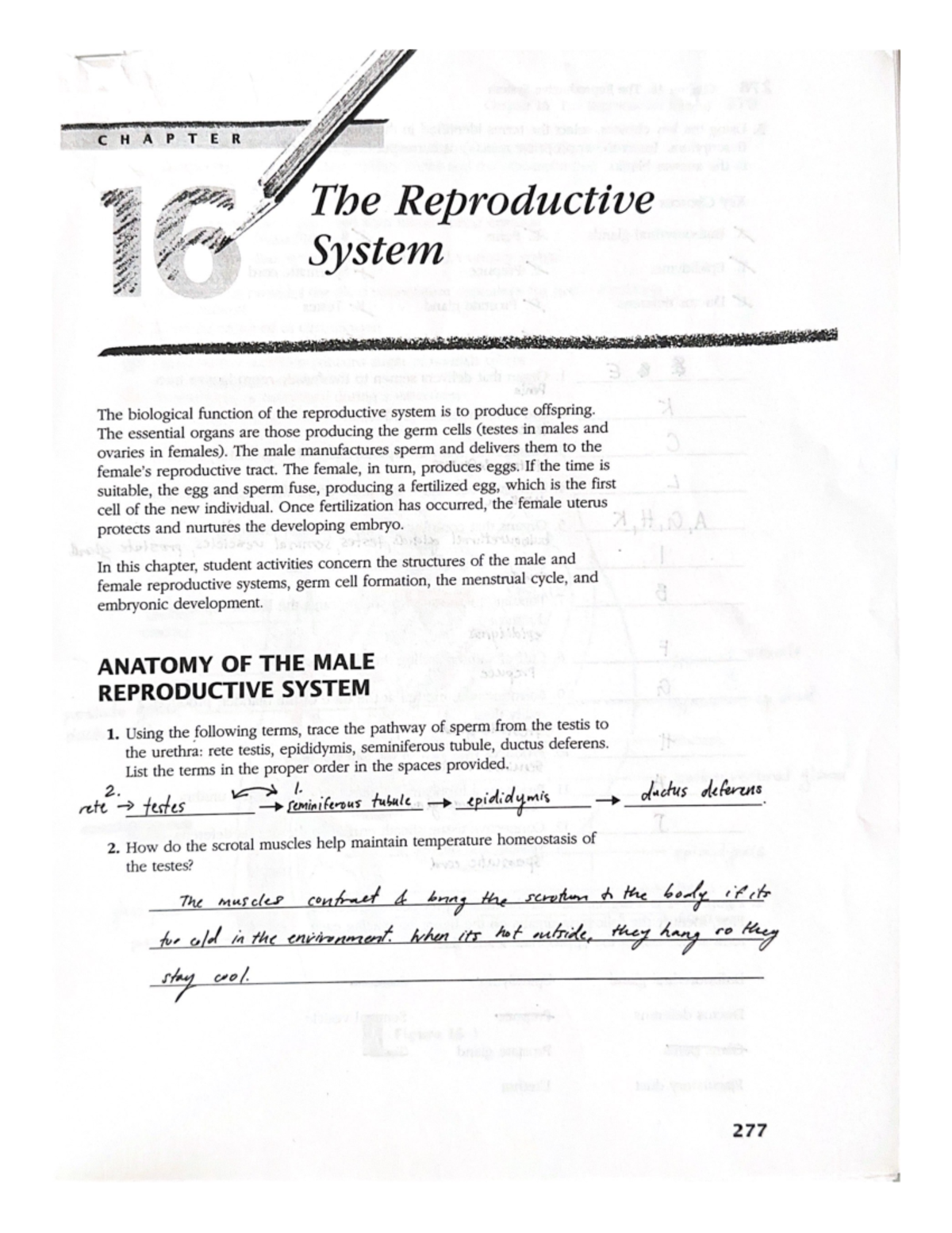 Ch 15 The Reproductive System Packet Studocu