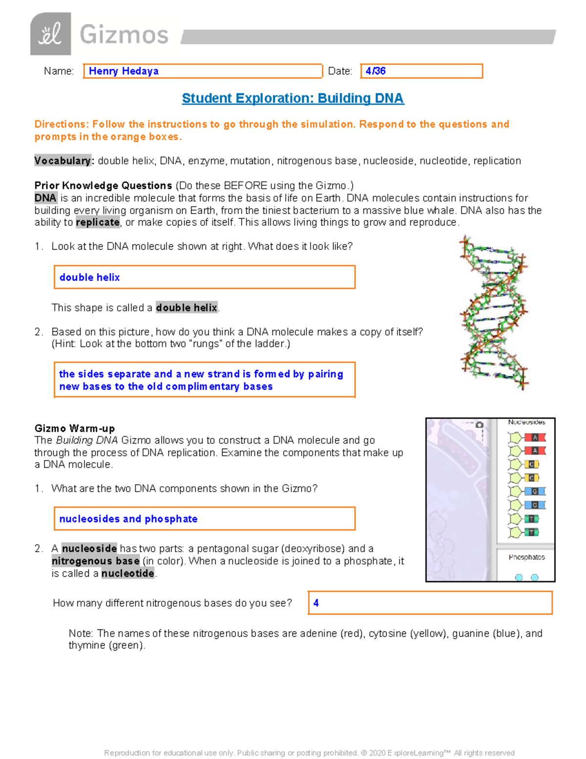 Henry Hedaya - Building DNA Gizmo - Name: Henry Hedaya Date: 4/ Student ...