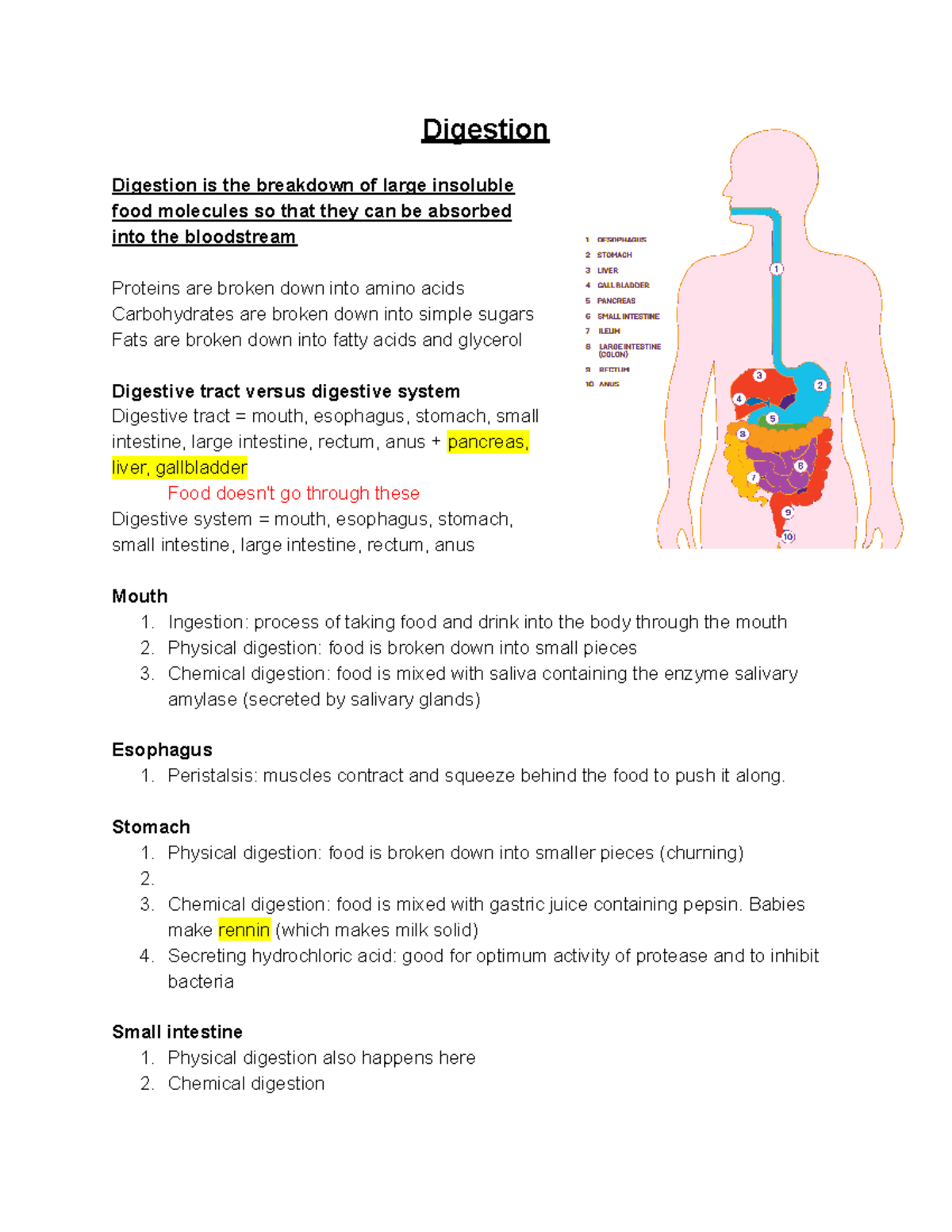 Bio notes that were taken in 2019 (short notes) - Digestion Digestion ...