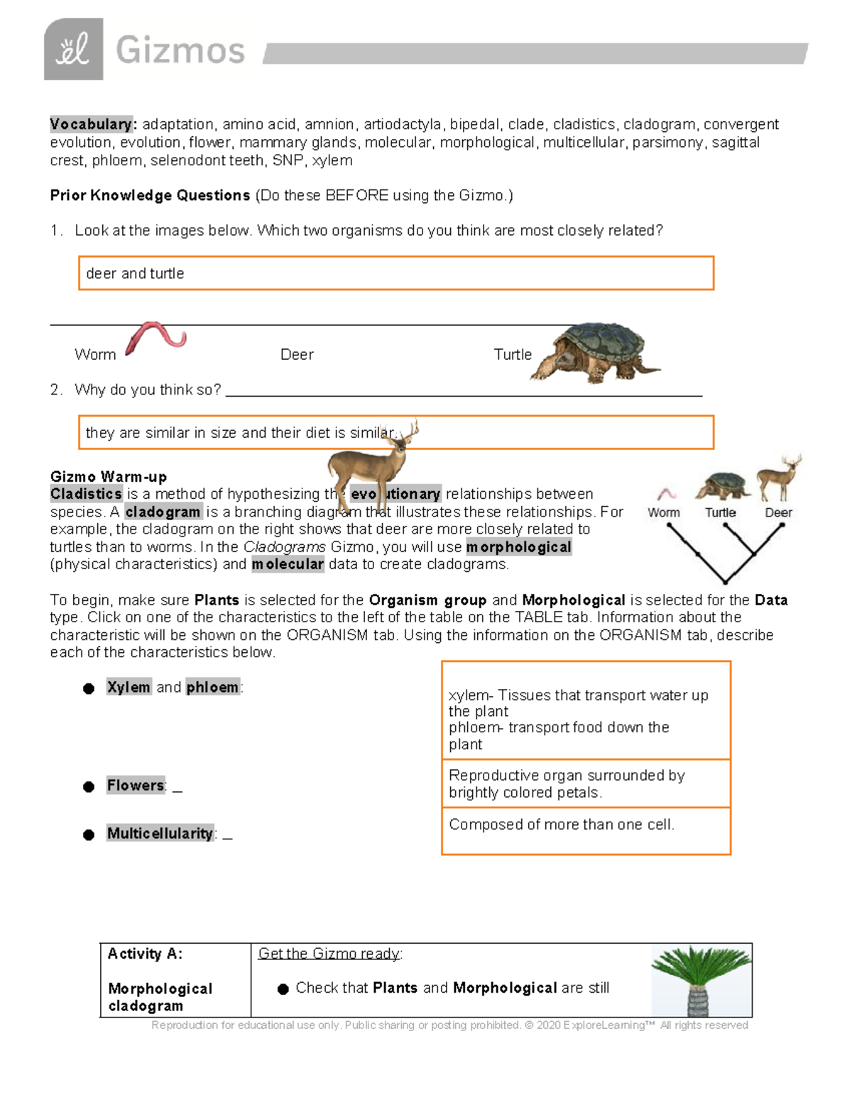 Cladograms SE - bio - Vocabulary: adaptation, amino acid, amnion ...