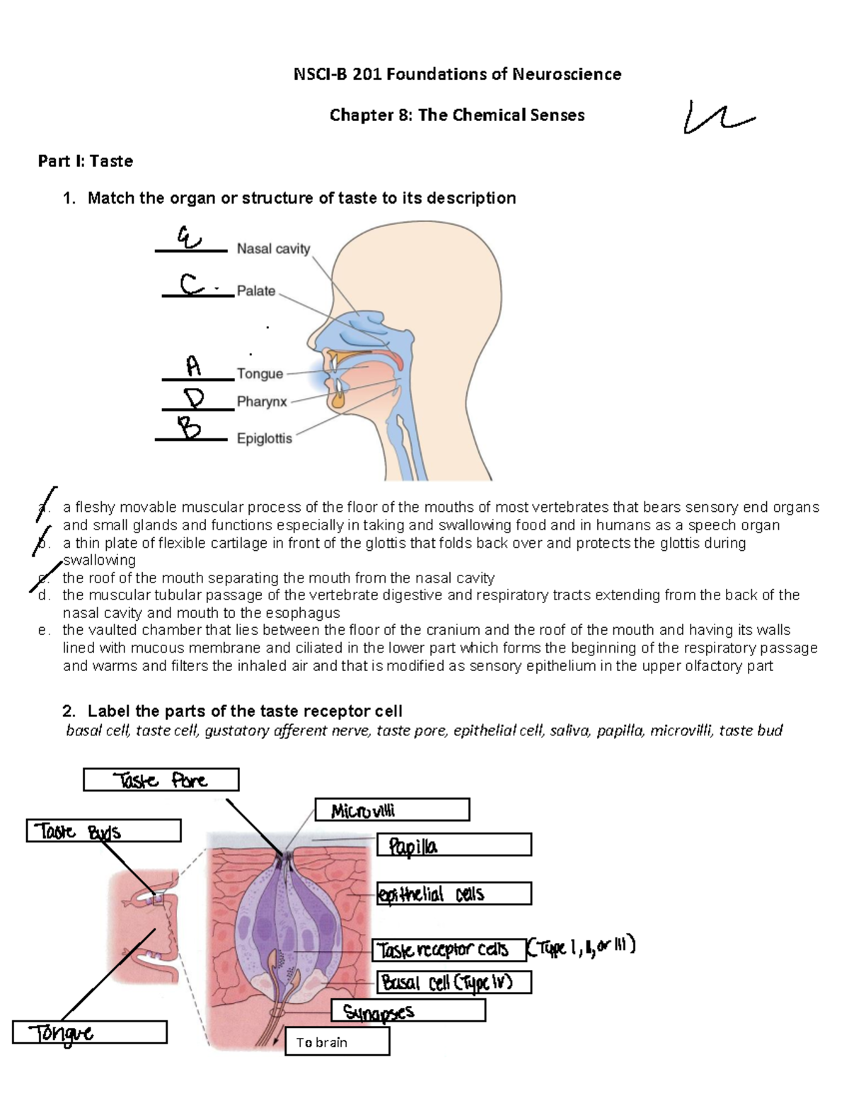 Ch8Taste Worksheet NSCI - E^ /Ͳ ϮϬϭ &ŽƵŶĚĂƚŝŽŶƐ ŽĨ Neuroscience Chapter ...