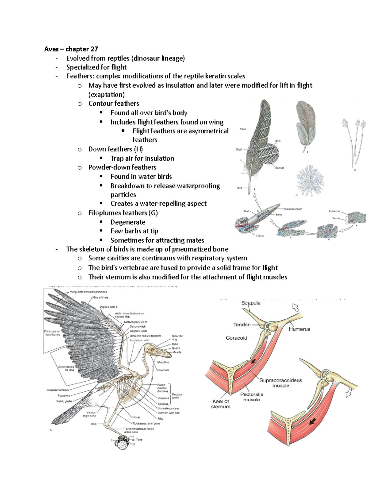 WKU BIOL 224 Aves - This covers the chapter on aves for BIOL 224 ...