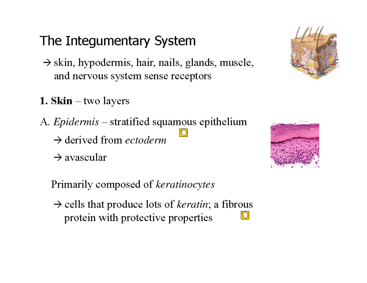 Anatomy notes week 4 - The Integumentary System skin, hypodermis, hair ...