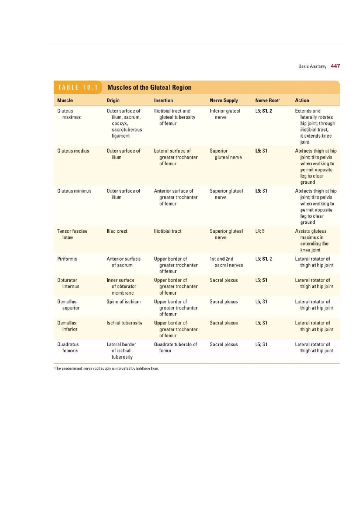 Moinna-LE - from Snell - Basic Anatomy 447 TABLE 10 Muscles of the ...
