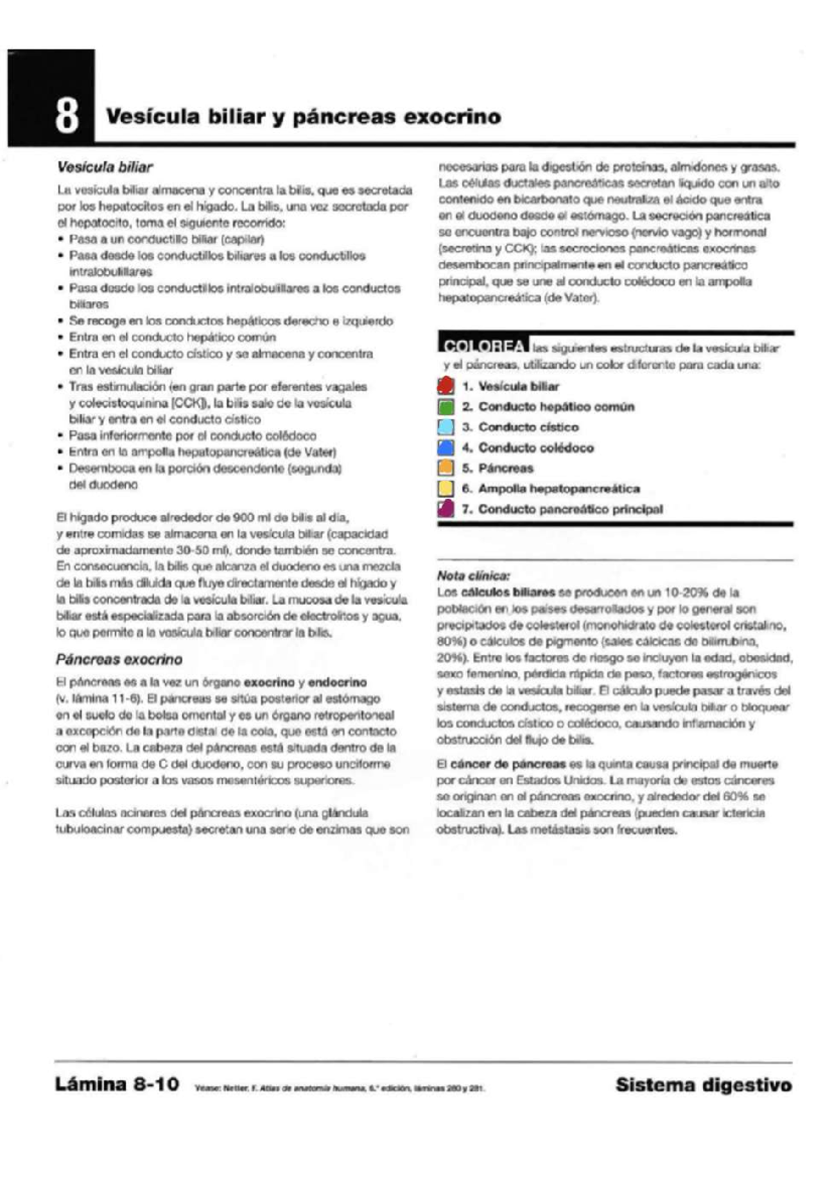 Netter práctica número dos - ANATOMIA - Studocu