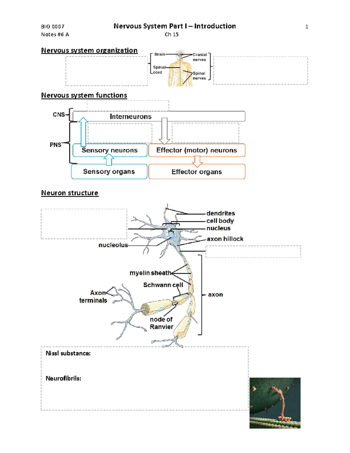 6a Nervous Intro Ch15 Lecture Notes 6 Warning Tt Undefined Function 32 Notes 6 A Ch 15