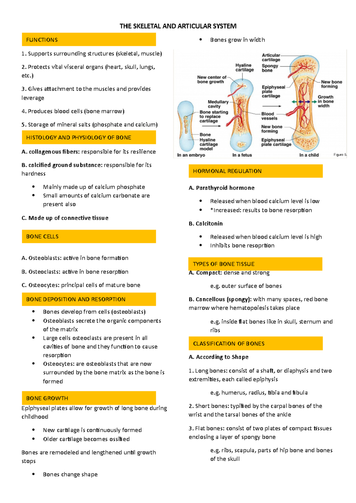 THE Skeletal AND Articular System - THE SKELETAL AND ARTICULAR SYSTEM ...