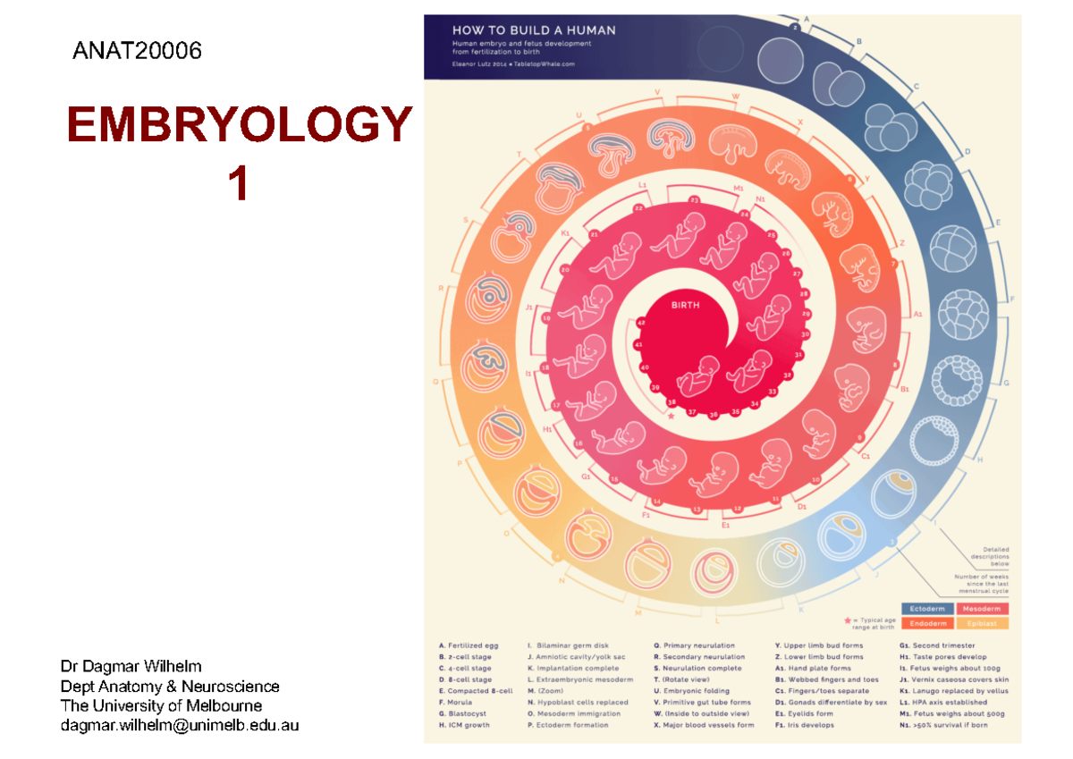 1 ANAT2000 6 Embryology-1 2020 S2-for upload - ANAT EMBRYOLOGY 1 Dr ...