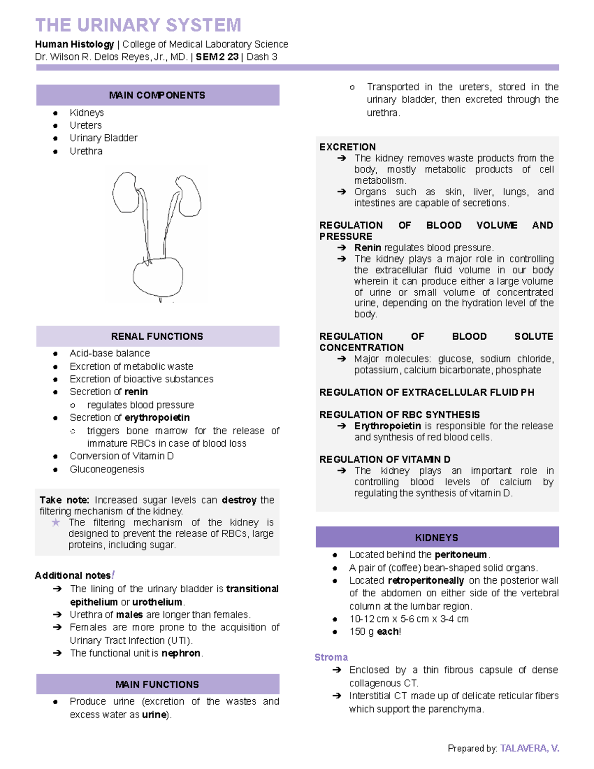 Urinary- System - Ghsggv - THE URINARY SYSTEM Human Histology | College ...