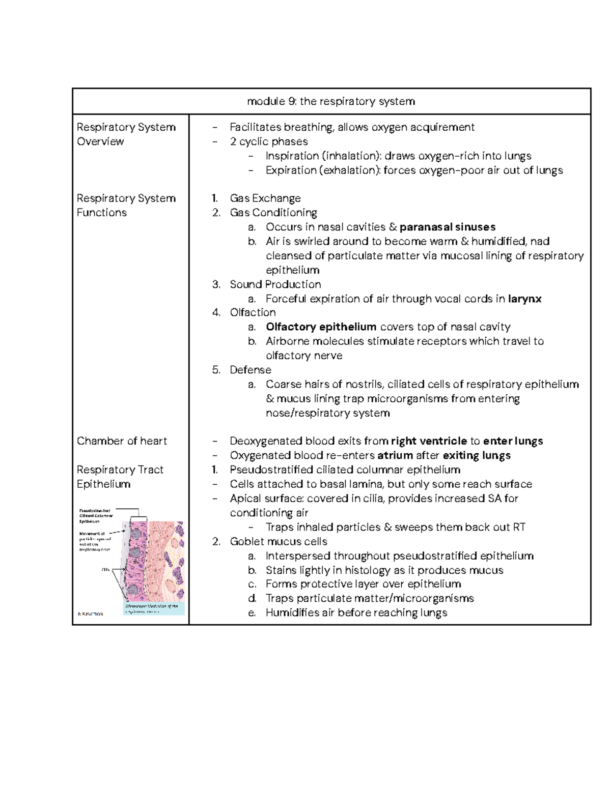 Anat block theory 3 review - module 9: the respiratory system Respiratory System Overview - Studocu