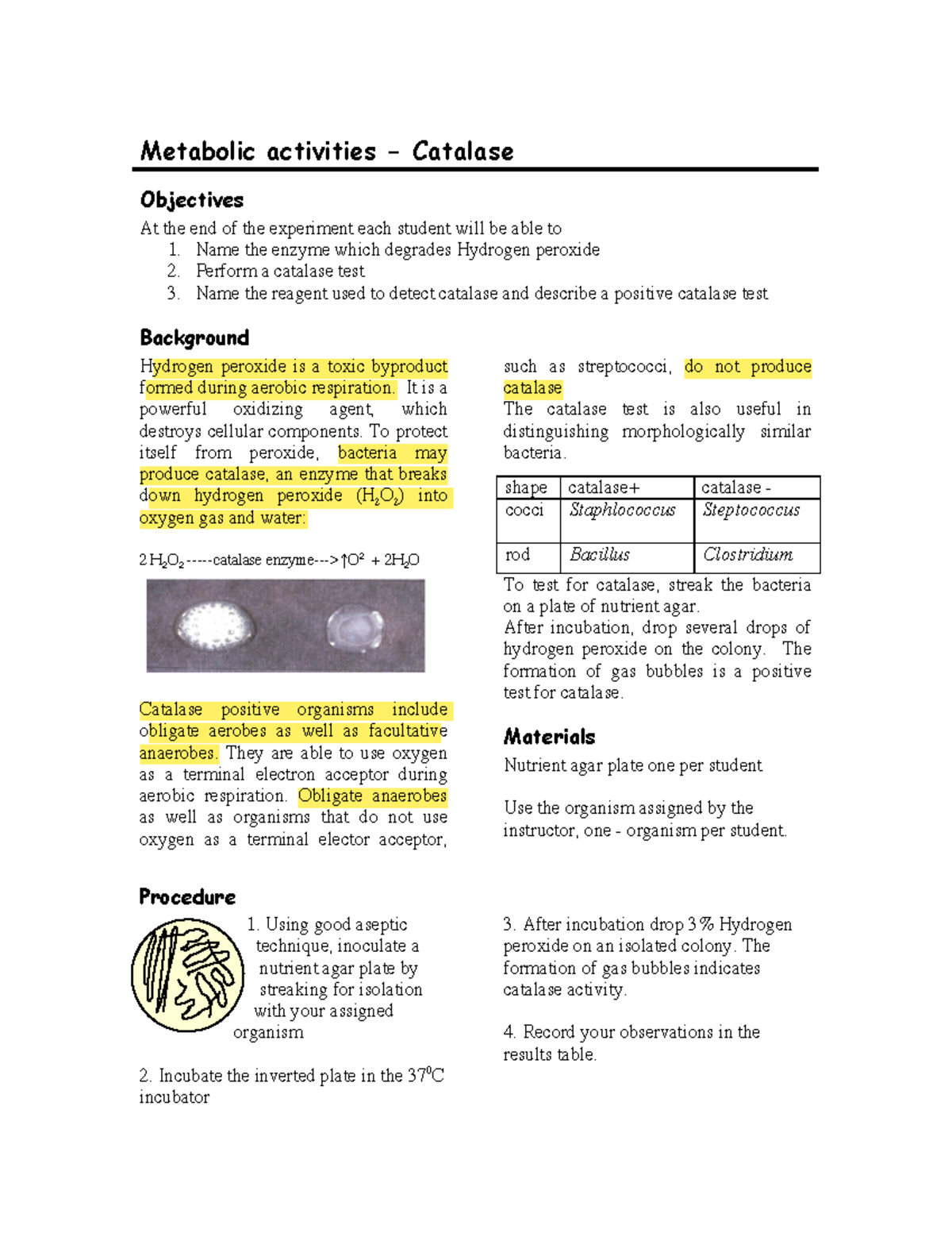 Catalase Lab Activity - Metabolic activities - Catalase Objectives At ...