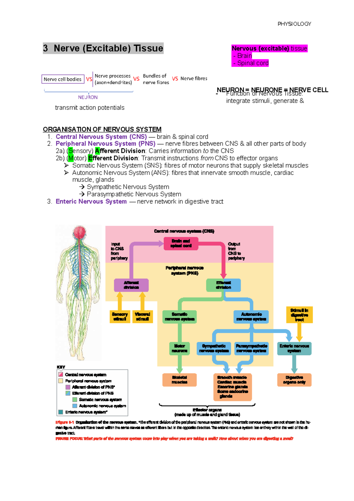 Cell & Tissue Struc - Excitable Nerve Tissue - PHYSIOLOGY Nervous ...