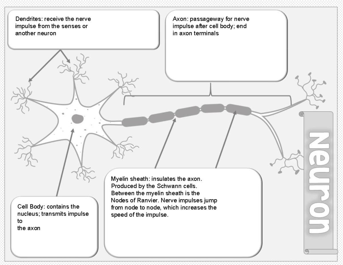 Copy of Nervous System Doodle Notes - Dendrites: receive the nerve ...