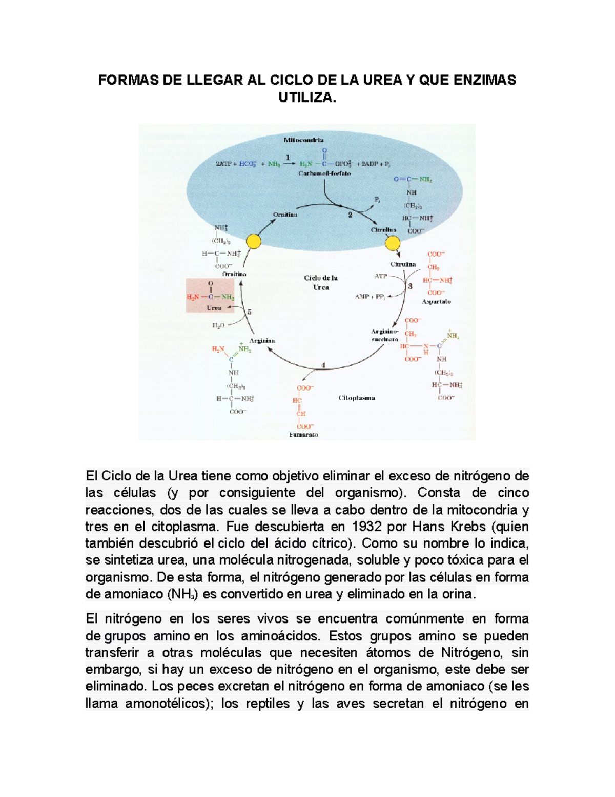 Formas DE Llegar AL Ciclo DE LA UREA Y QUE Enzimas Utiliza - FORMAS DE ...