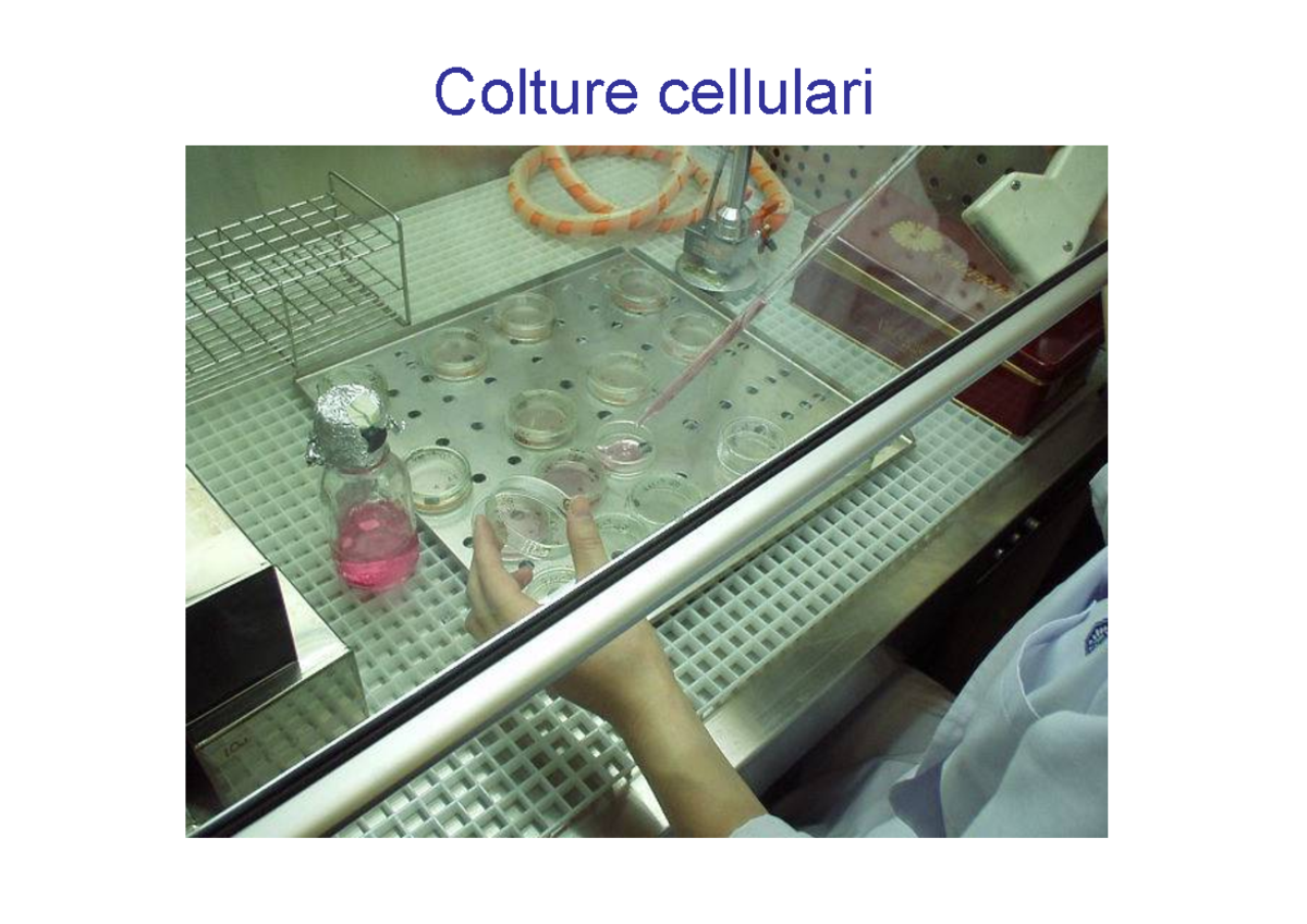 Colture cellulari - VIROLOGIA - UPO - Studocu