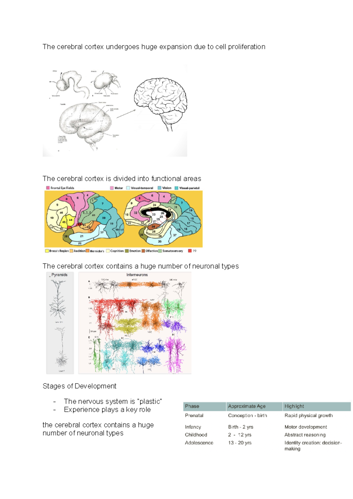 Lecture 10- development of the cerebral cortex - The cerebral cortex ...