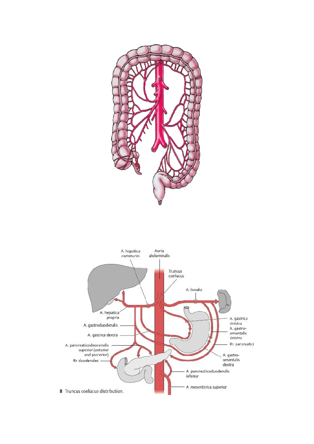 Bevloeiing organen bovenbuik - Functionele anatomie - Studocu