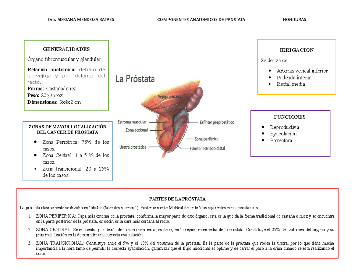 Componentes Anatómicos De Próstata, relacion anatómica - Dra. ADRIANA ...