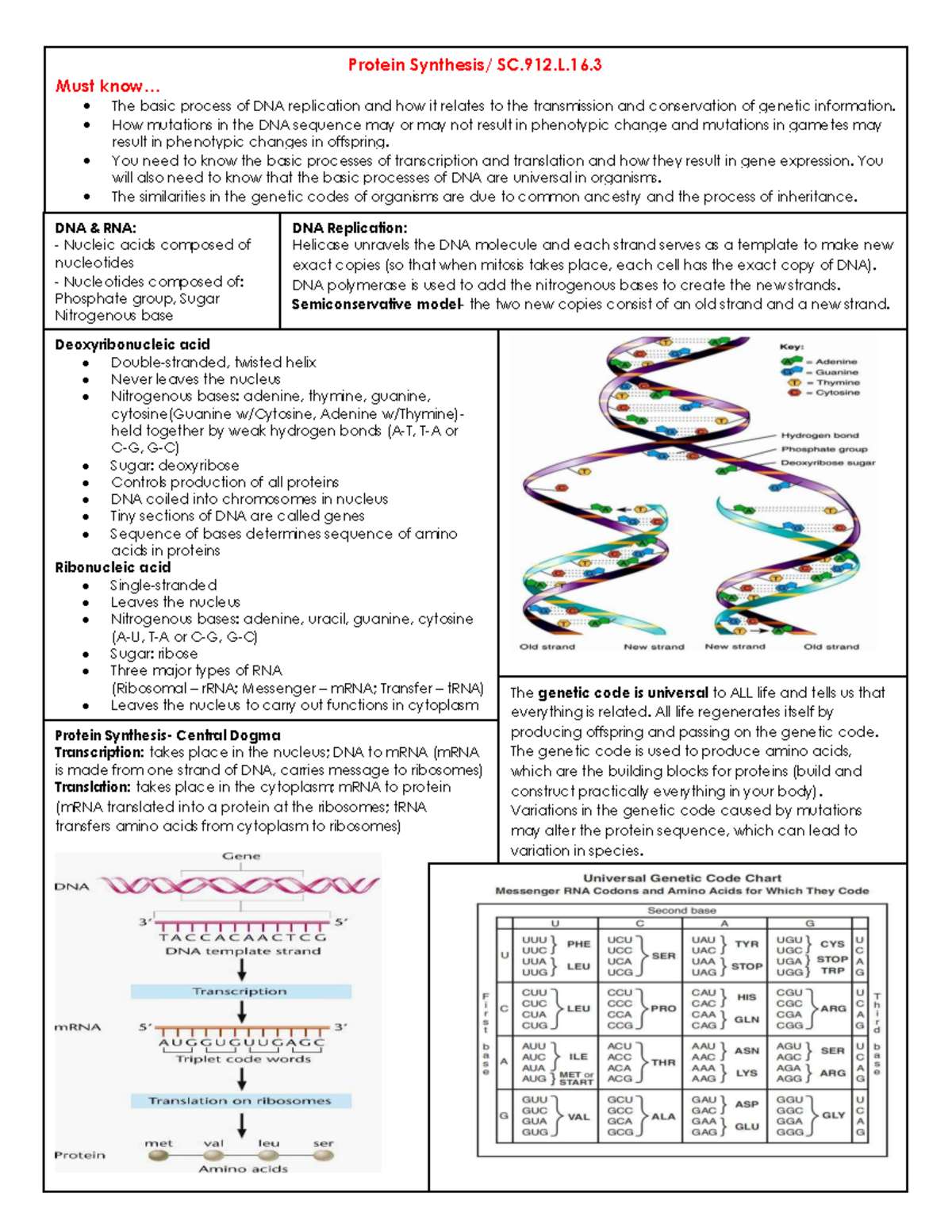 Protein Syn - good - Protein Synthesis/ SC.912.L. Must know... The ...