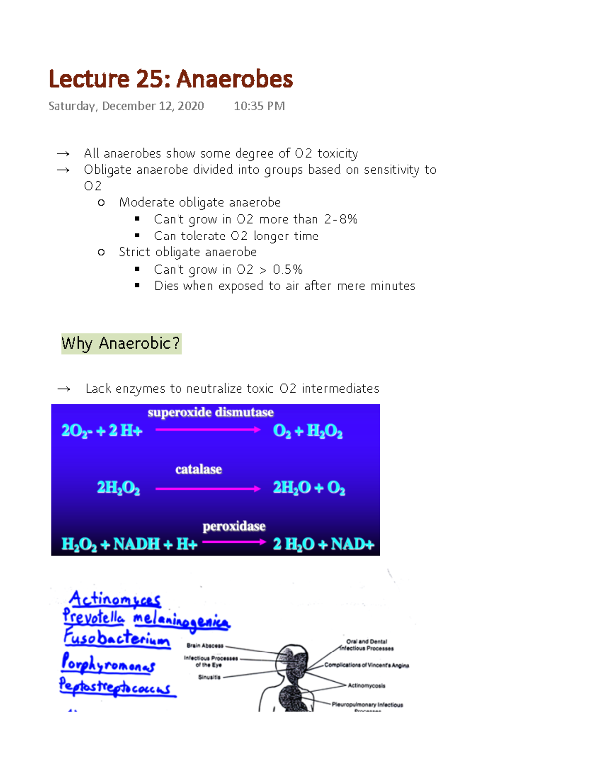 Lecture 25 Anaerobes - → All anaerobes show some degree of O2 toxicity ...