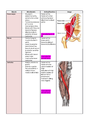 Lower Limb Nerve Table - LUMBAR PLEXUS [L1-L4] NERVE SENSORY MOTOR ...