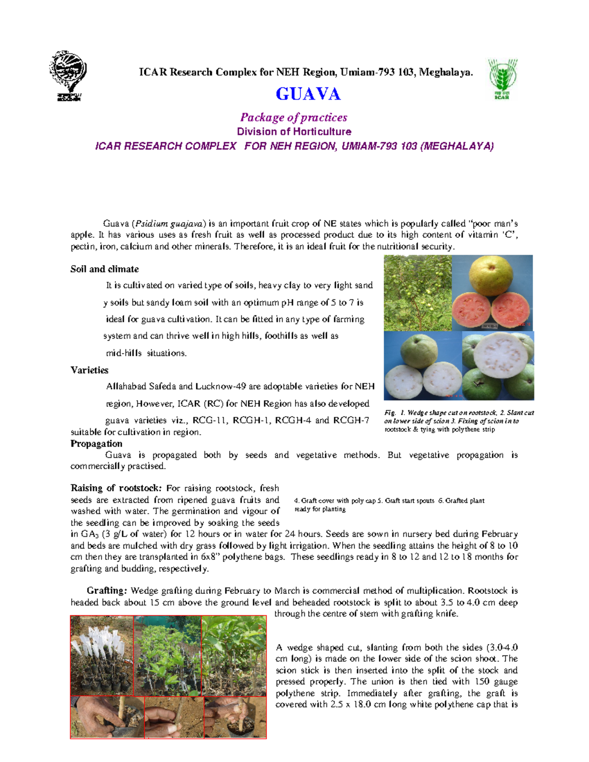 Guava(Psidium guajava) - ICAR Research Complex for NEH Region, Umiam ...