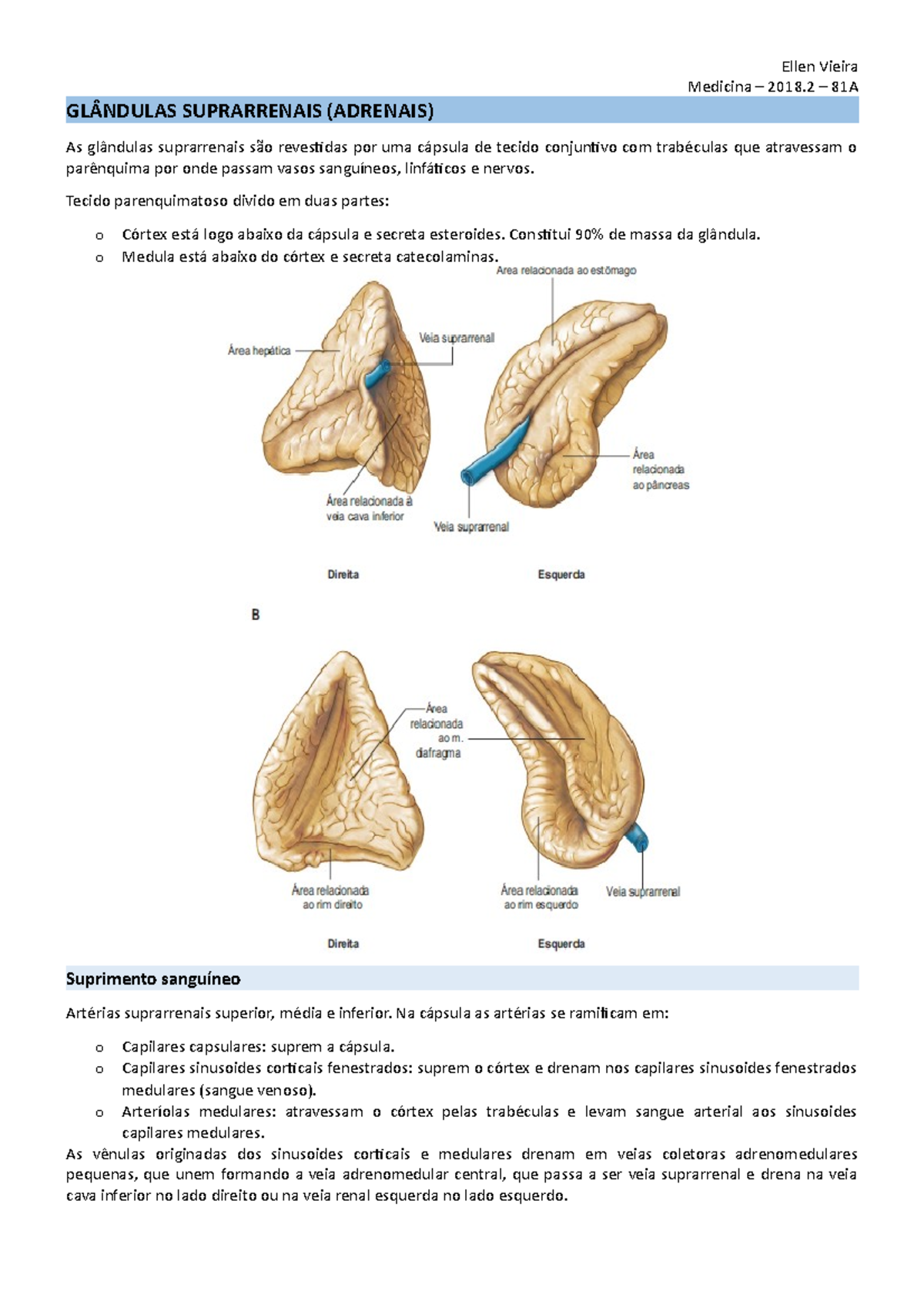 Glândulas suprarrenais - histologia - Ellen Vieira Medicina 2018 81A ...