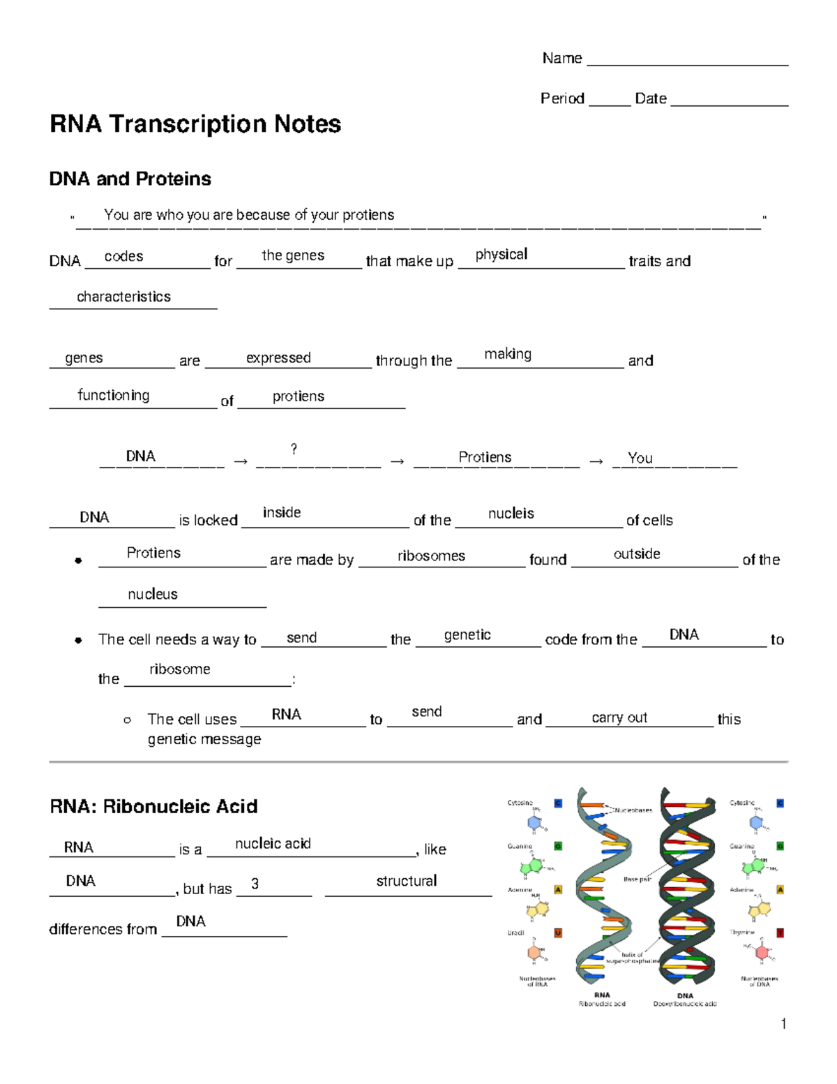 Kami Export - RNA Transcription Guided Notes - Name ...
