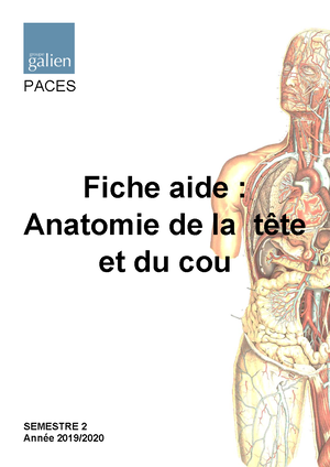 V1 App Génital Pr Drizenko - Cours Galien Lille – 2022/ Anatomie ...