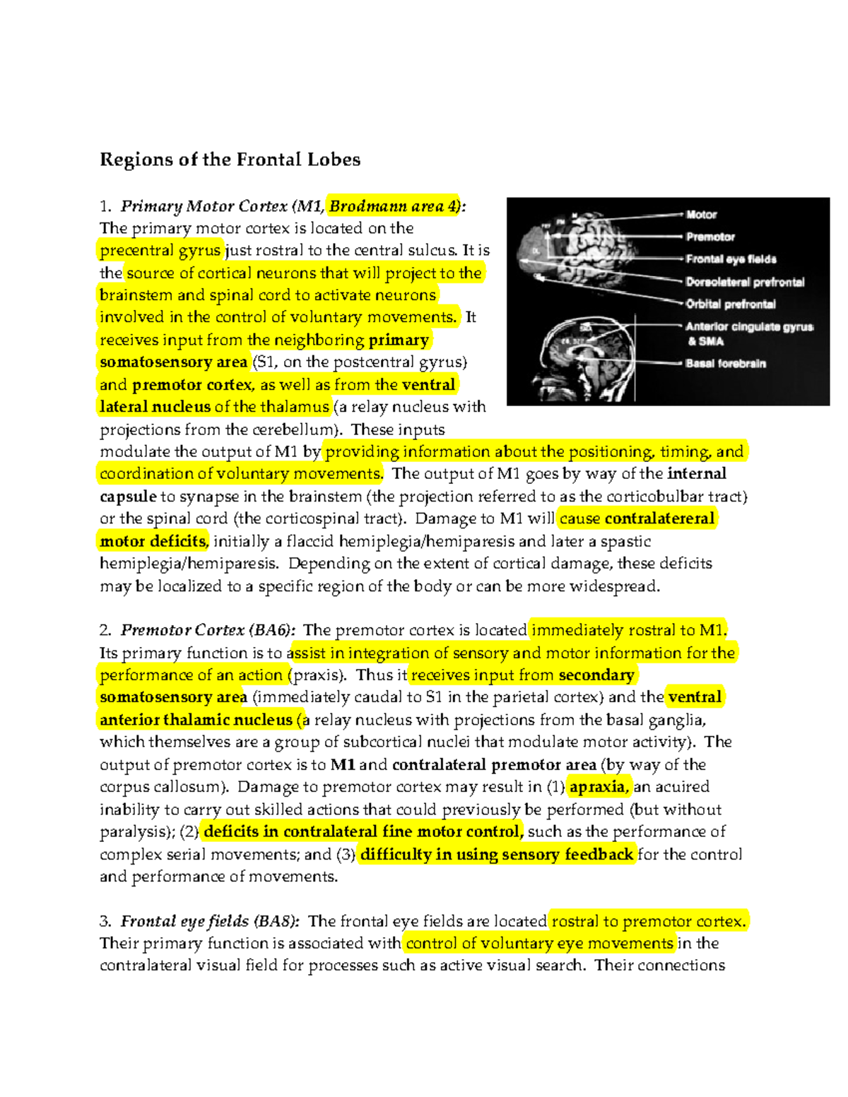 Regions OF Frontal LOBE - Regions of the Frontal Lobes Primary Motor ...
