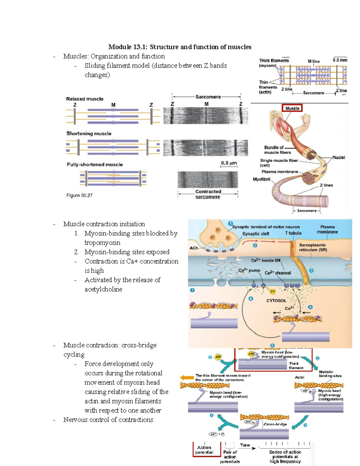 Module 13 Notes (muscle) - Module 13: Structure and function of muscles ...