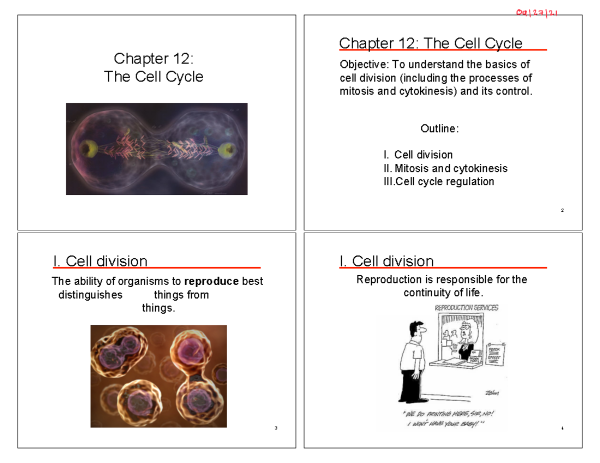 BIO 201 KLB 08 Cell Cycle notes - Chapter 12: The Cell Cycle Objective ...