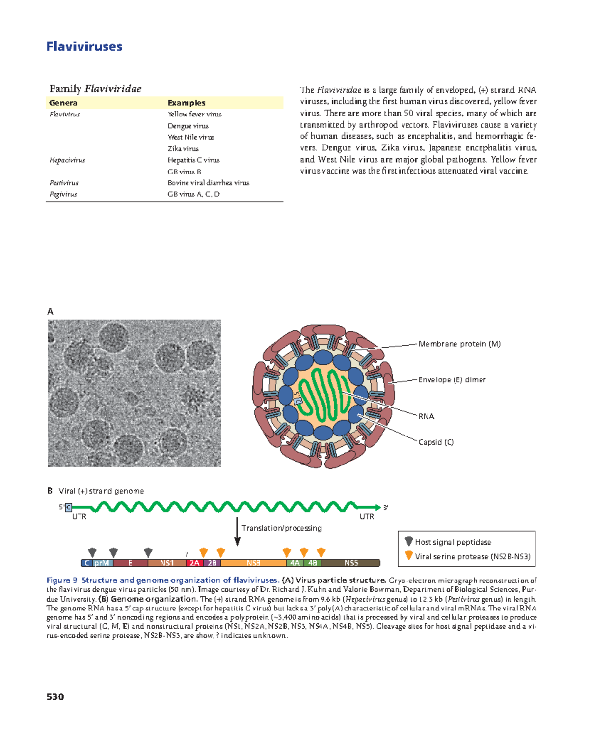Flavivirus - Flaviviruses Family Flaviviridae Genera Examples ...