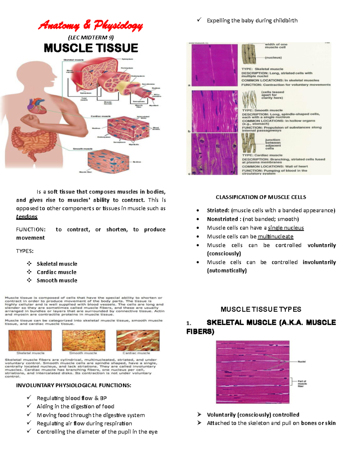 Muscle Tissue - Anatomy & Physiology (LEC MIDTERM 9 ) MUSCLE TISSUE Is ...