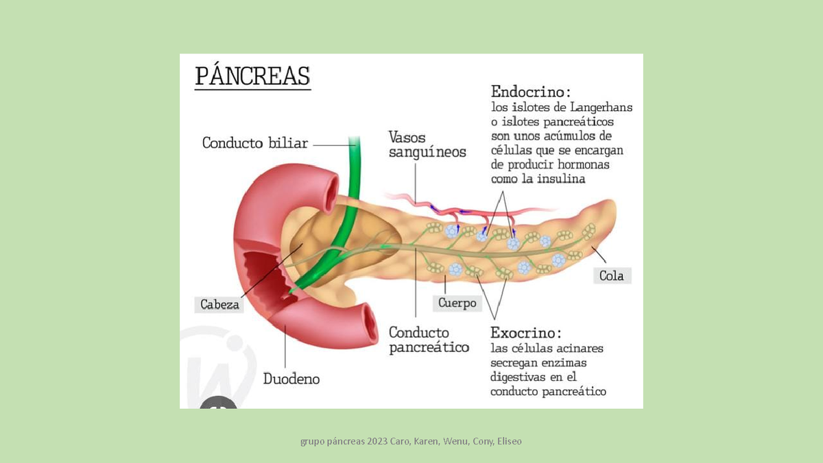 Eliseo - histologia - Historia - Ducto biliar Ducto pancreático ...