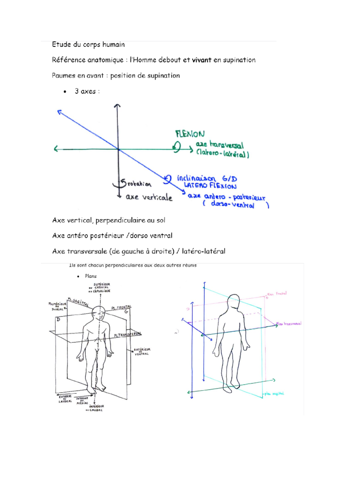 Etude du corps humain : plan, axes, constitution osseuse - Anatomie ...